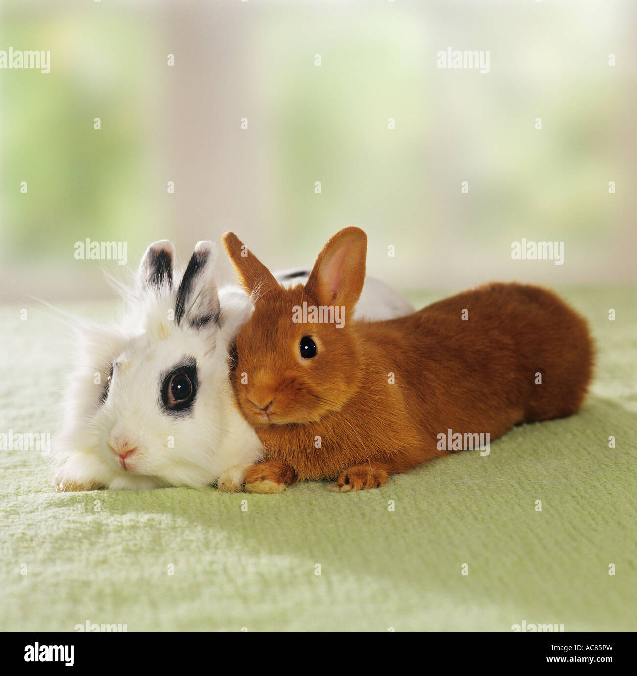 behaviour : two pygmy rabbits - cuddling Stock Photo - Alamy