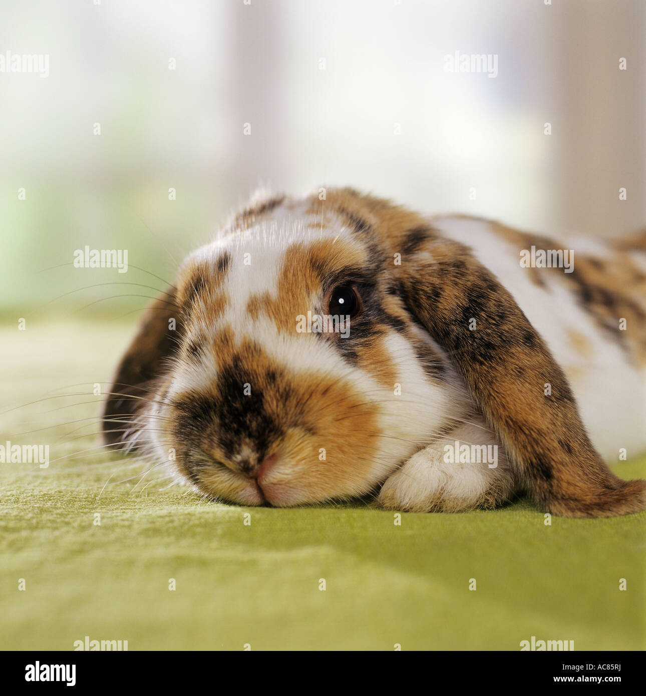 pygmy rabbit - portrait Stock Photo - Alamy