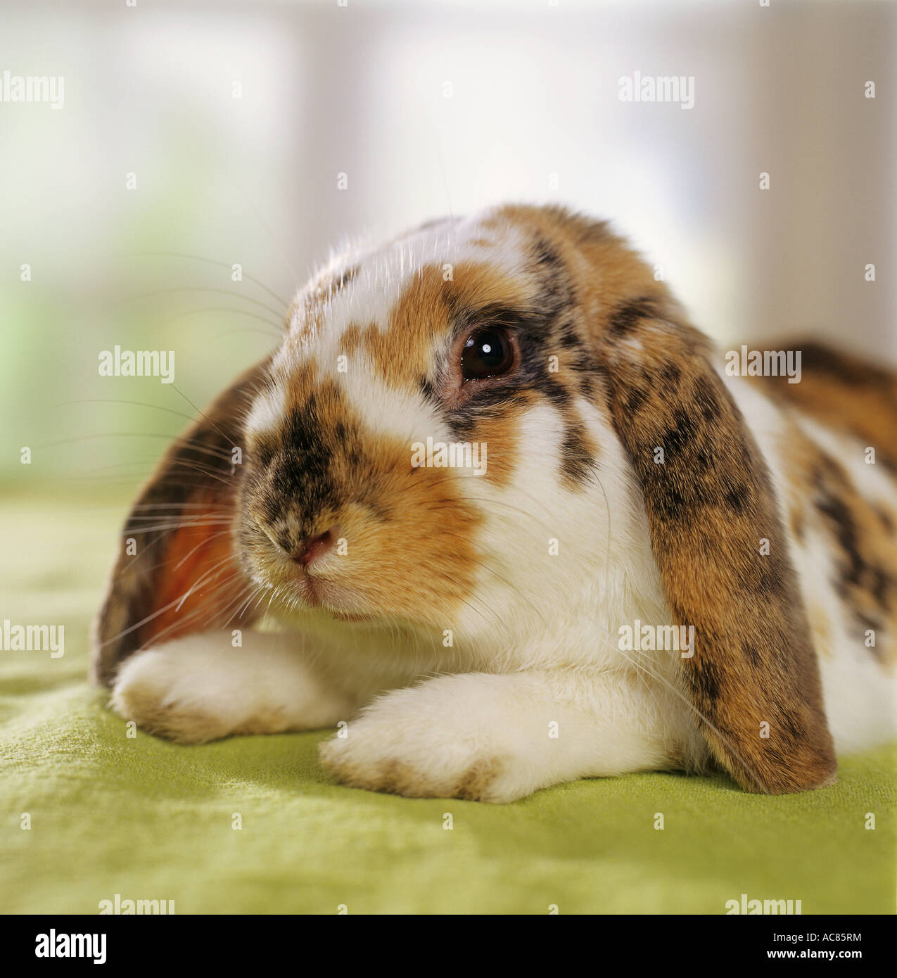 pygmy rabbit - portrait Stock Photo - Alamy
