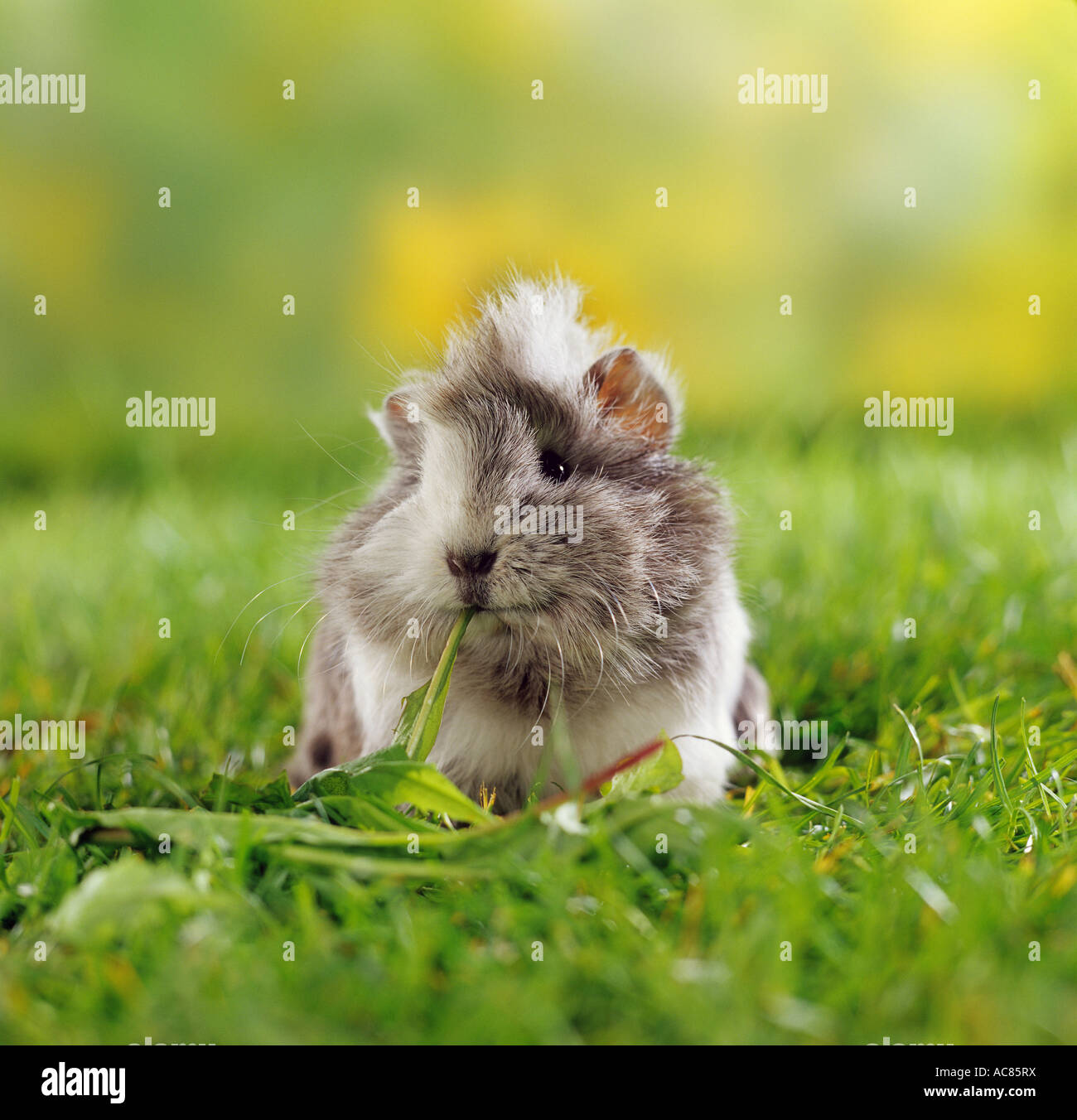 Texel guinea pig hi-res stock photography and images - Alamy
