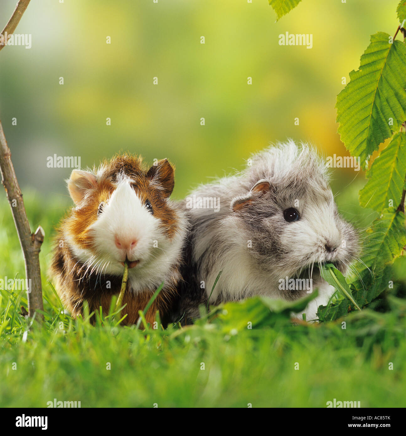 Two young guinea pigs (Abyssinian Guinea Pig and Texel Guinea Pig ...