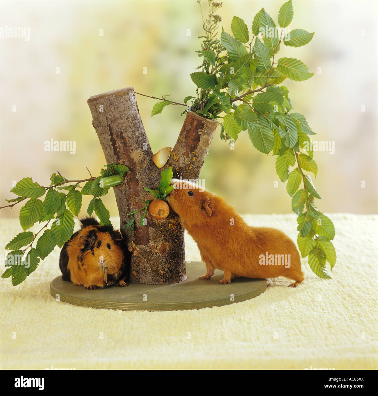 two guinea pigs - at tree with food Stock Photo - Alamy