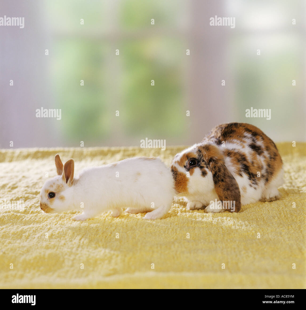 pygmy rabbit - sniffling at rival Stock Photo - Alamy
