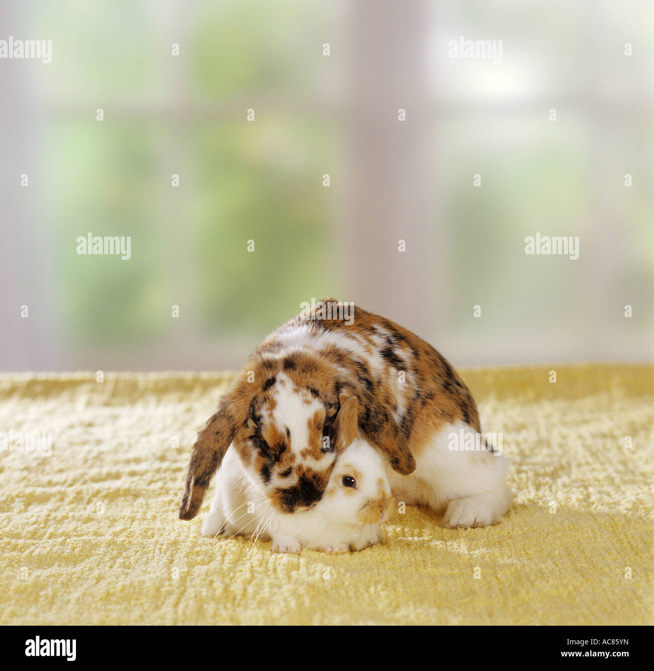 pygmy rabbit - appearing dominant towards rival Stock Photo - Alamy