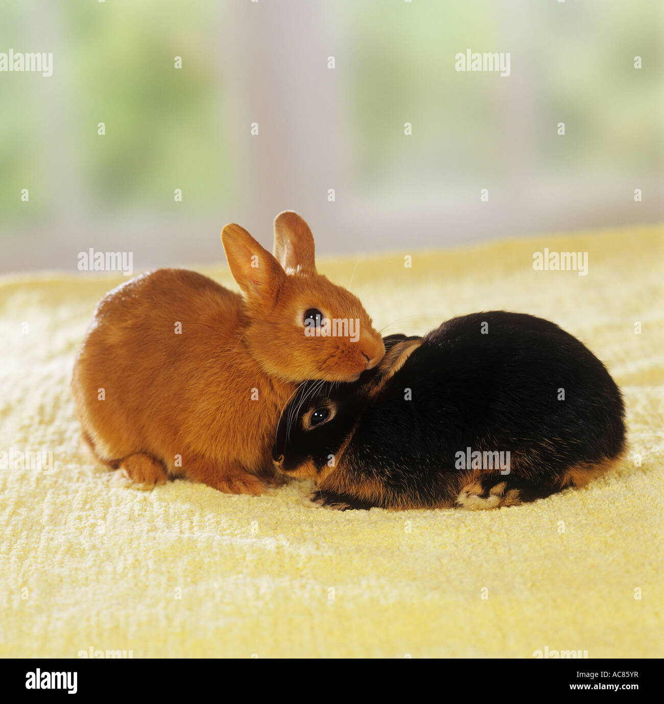 Two Rabbits Cuddling High Resolution Stock Photography and Images - Alamy