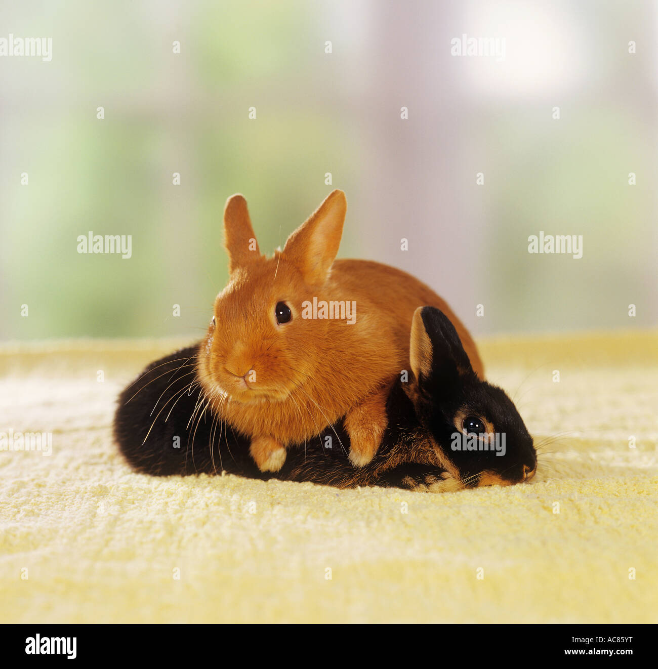 two pygmy rabbits - cuddling Stock Photo - Alamy