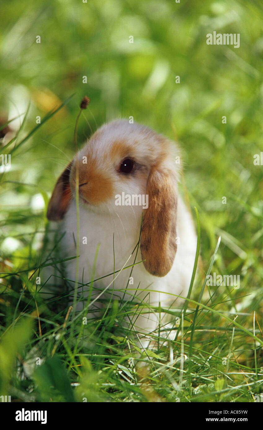 young dwarf rabbit on meadow Stock Photo - Alamy