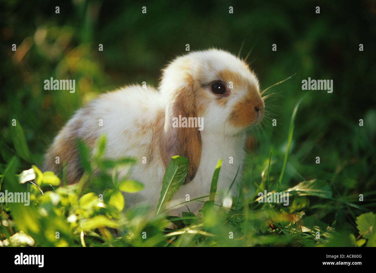 young dwarf rabbit on meadow Stock Photo - Alamy