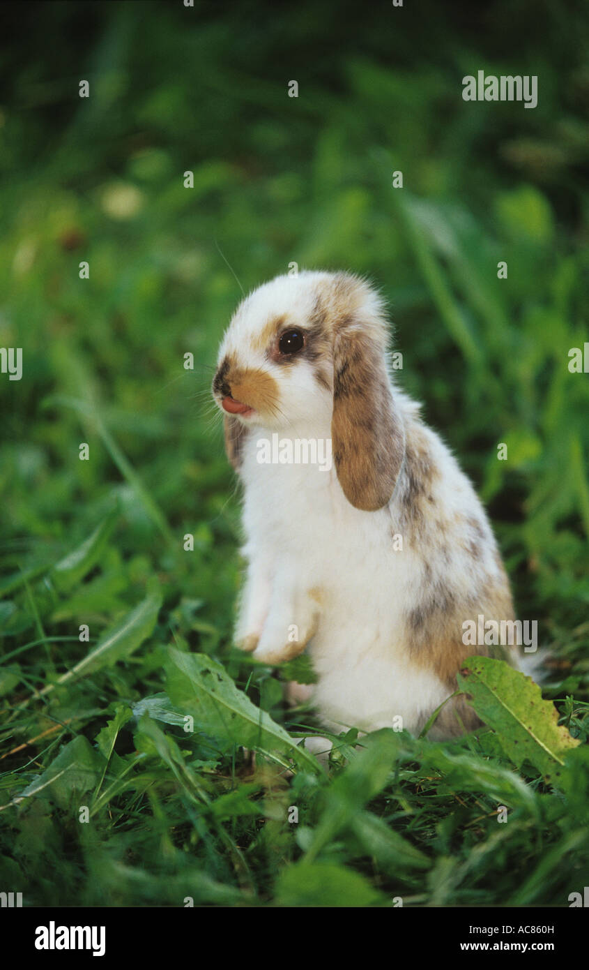 young dwarf rabbit on meadow Stock Photo - Alamy