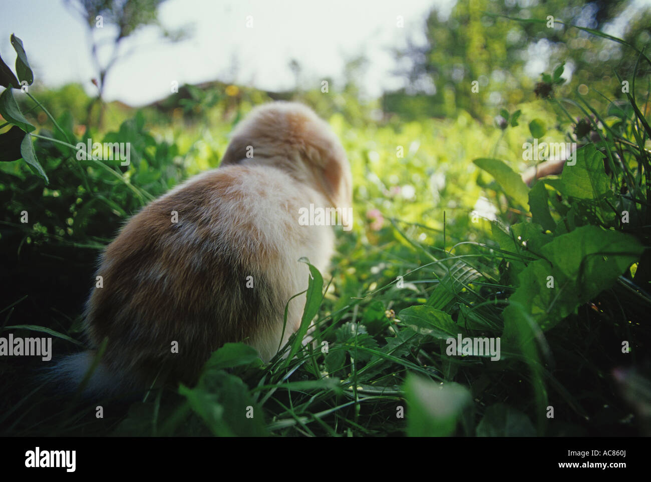 young dwarf rabbit on meadow Stock Photo - Alamy
