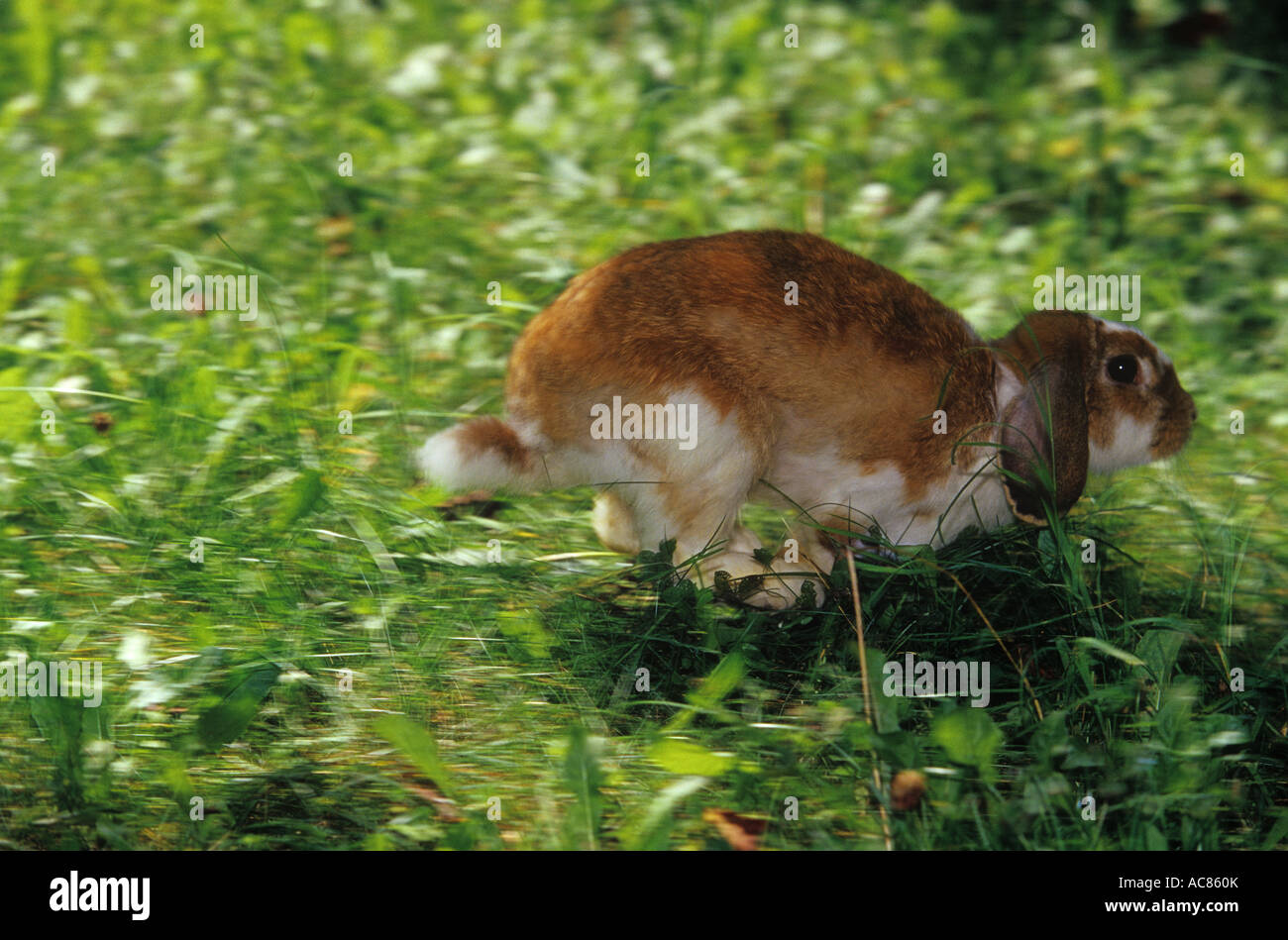 dwarf rabbit - running on meadow Stock Photo - Alamy