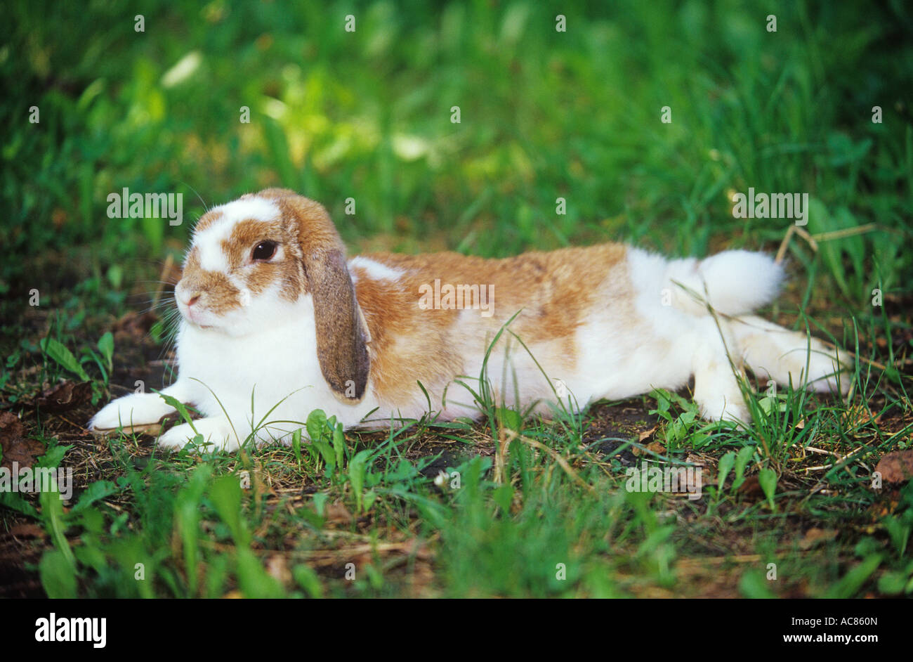 dwarf rabbit - lying on meadow Stock Photo - Alamy