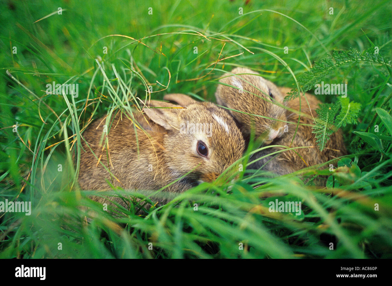 young European rabbits - lying on meadow Stock Photo - Alamy