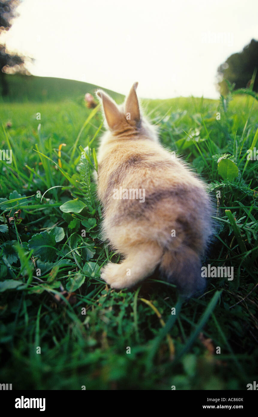 young pygmy rabbit - from behind Stock Photo - Alamy
