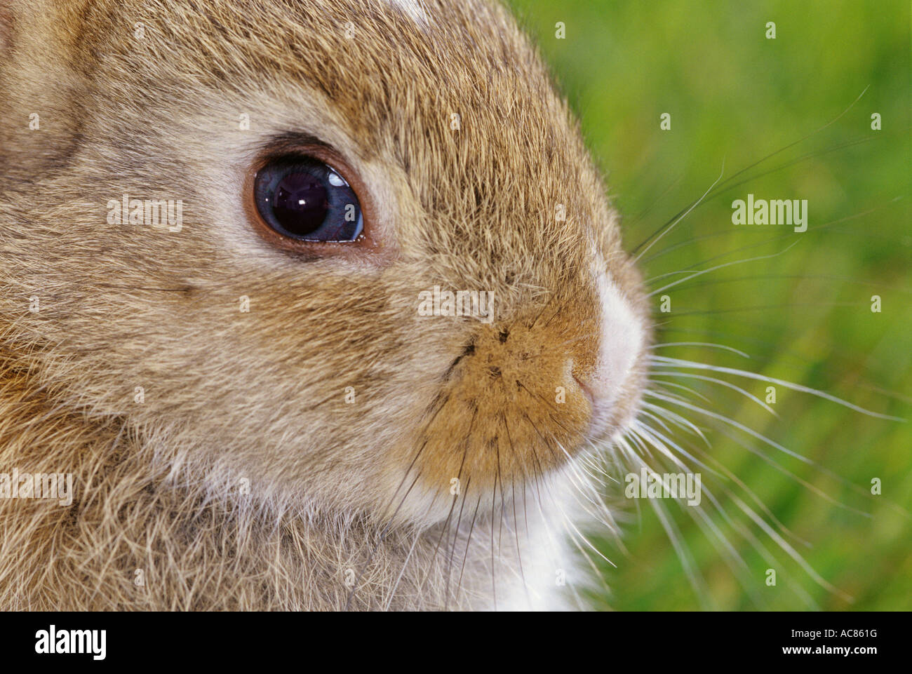 young pygmy rabbit (4 weeks) - portrait Stock Photo - Alamy