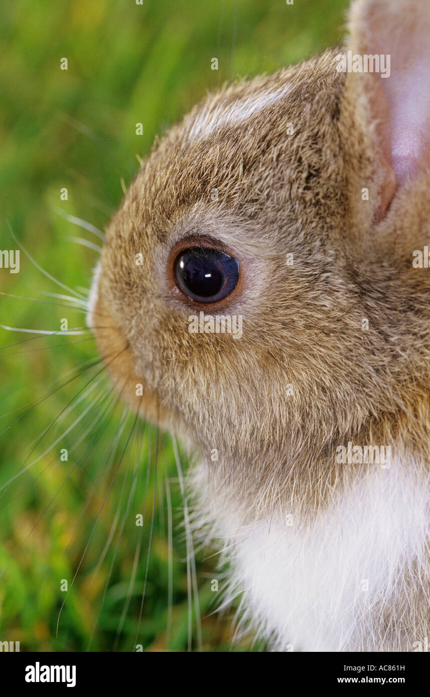 Rabbit Size High Resolution Stock Photography and Images - Alamy