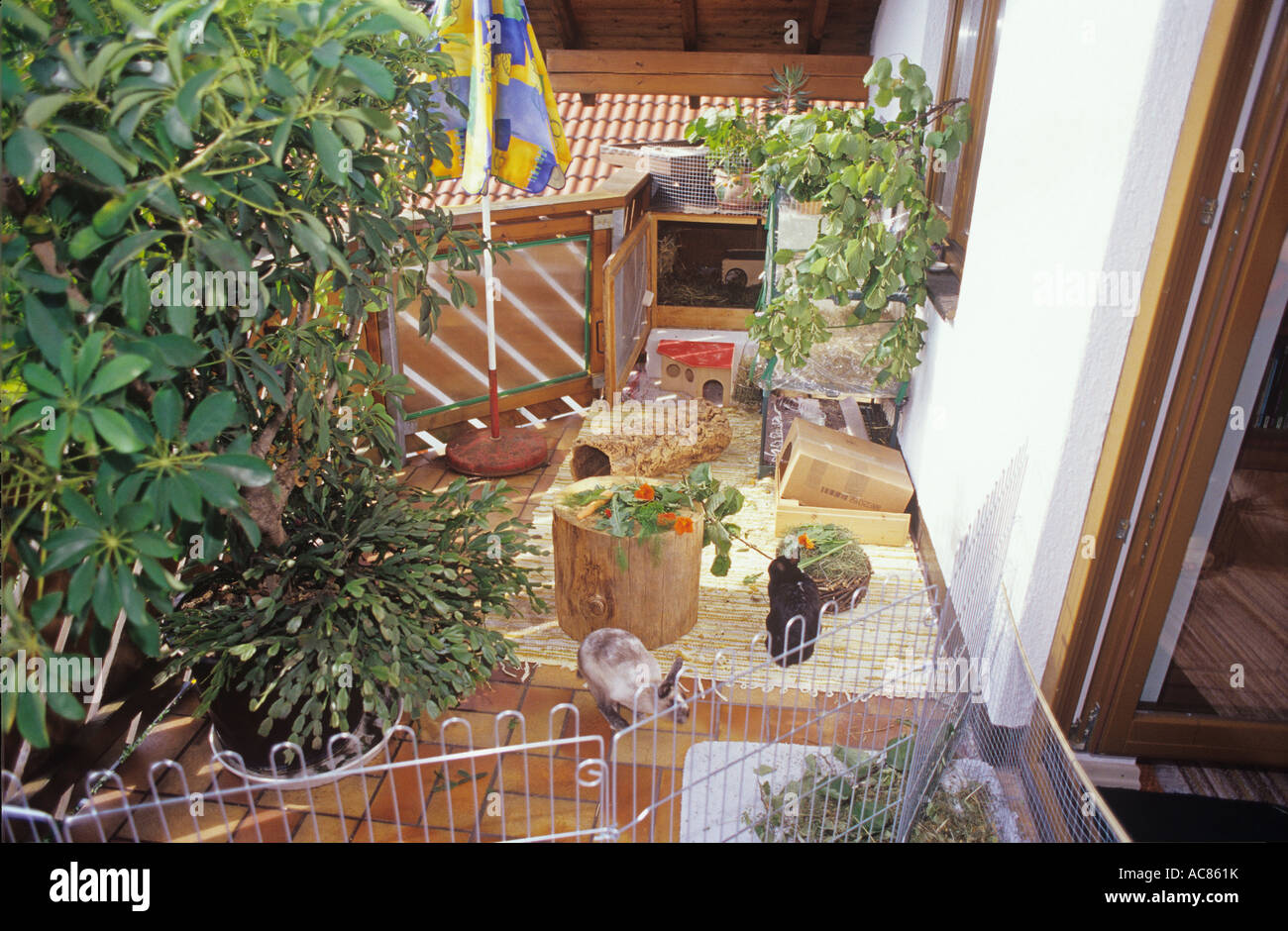 Dwarf rabbit balcony hi-res stock photography and images - Alamy