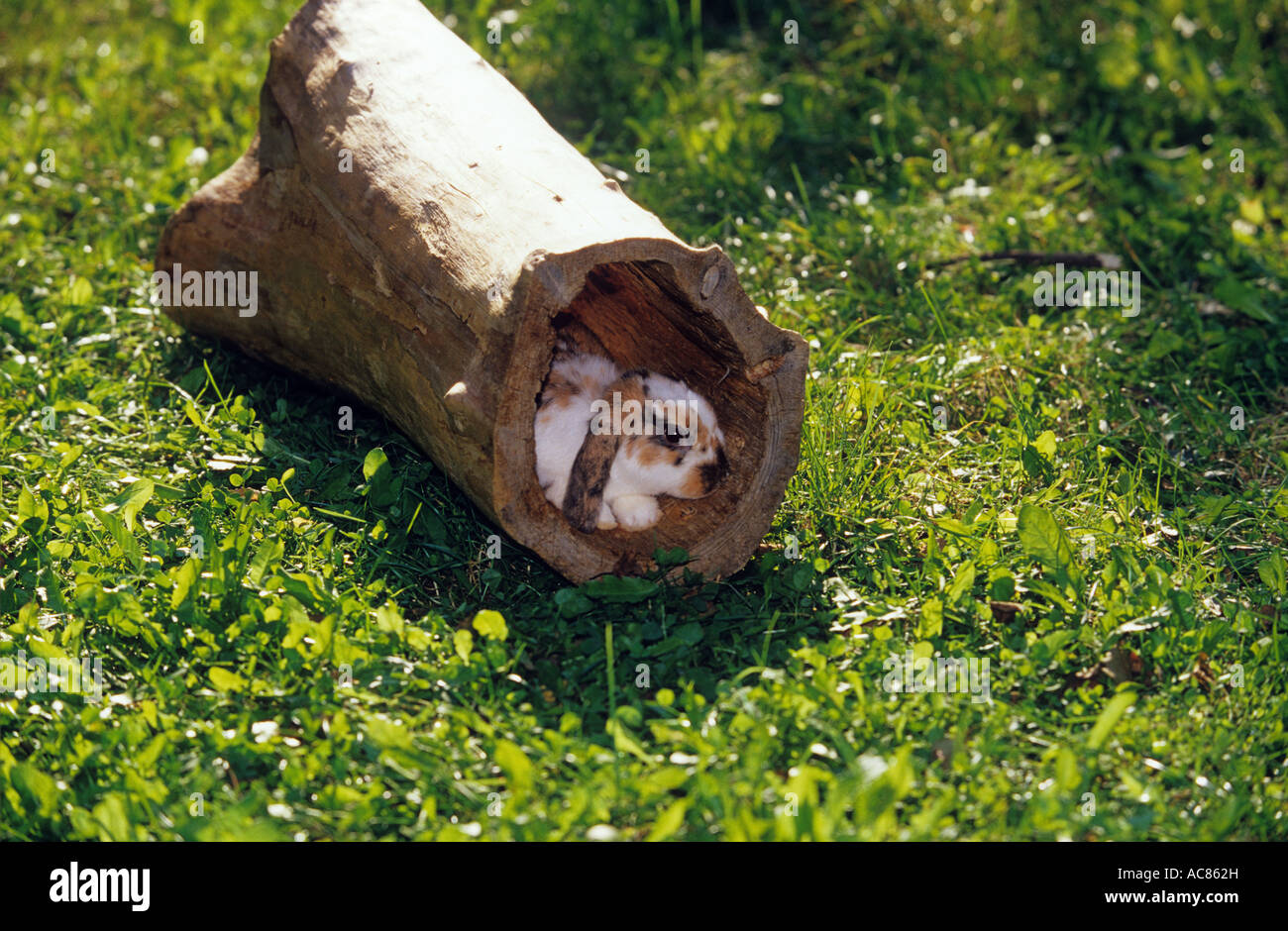rabbit in tree trunk Stock Photo - Alamy