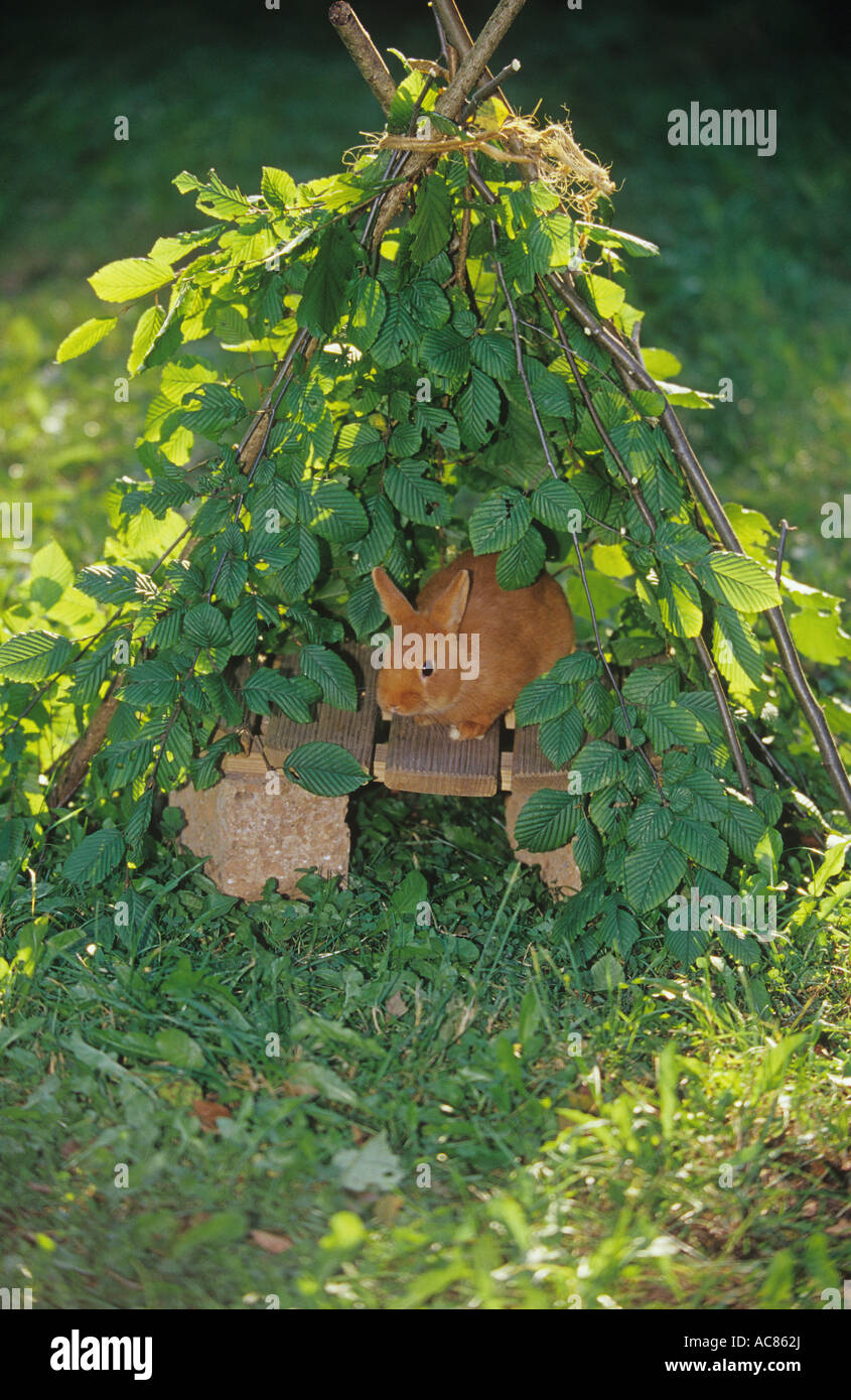 Rabbit under trees hi-res stock photography and images - Alamy