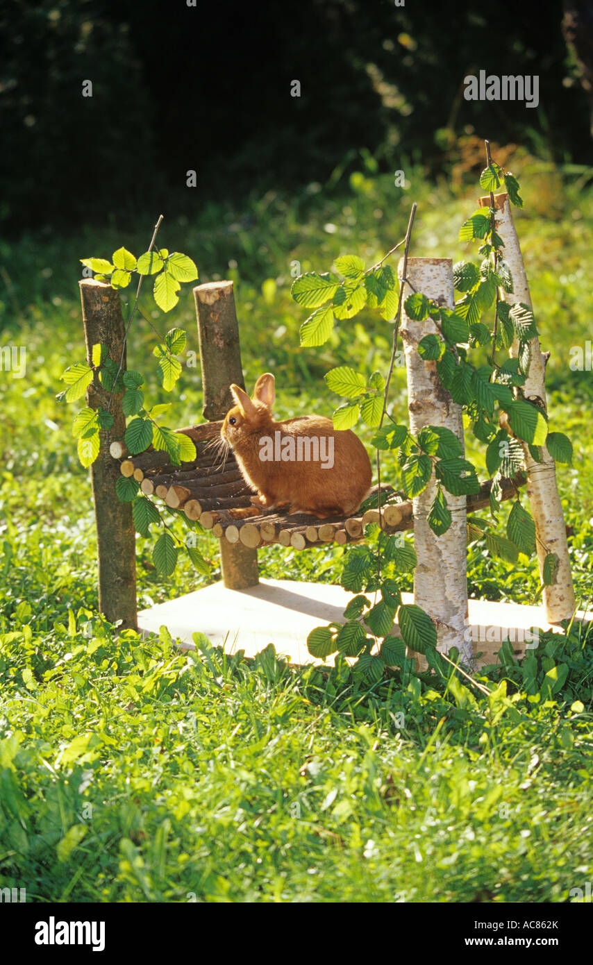 hammock for rabbits Stock Photo - Alamy