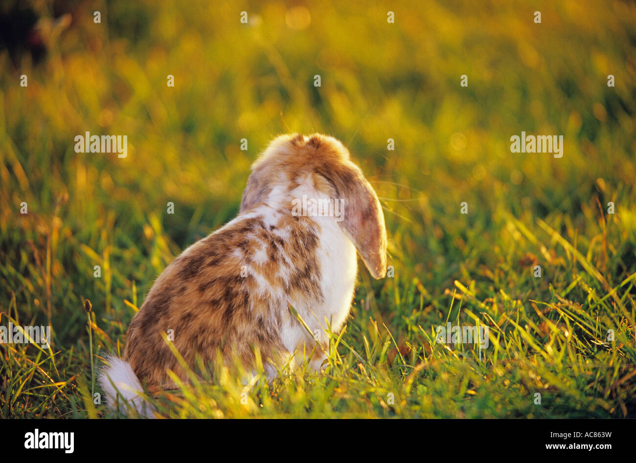 Brindle rabbit hi-res stock photography and images - Alamy