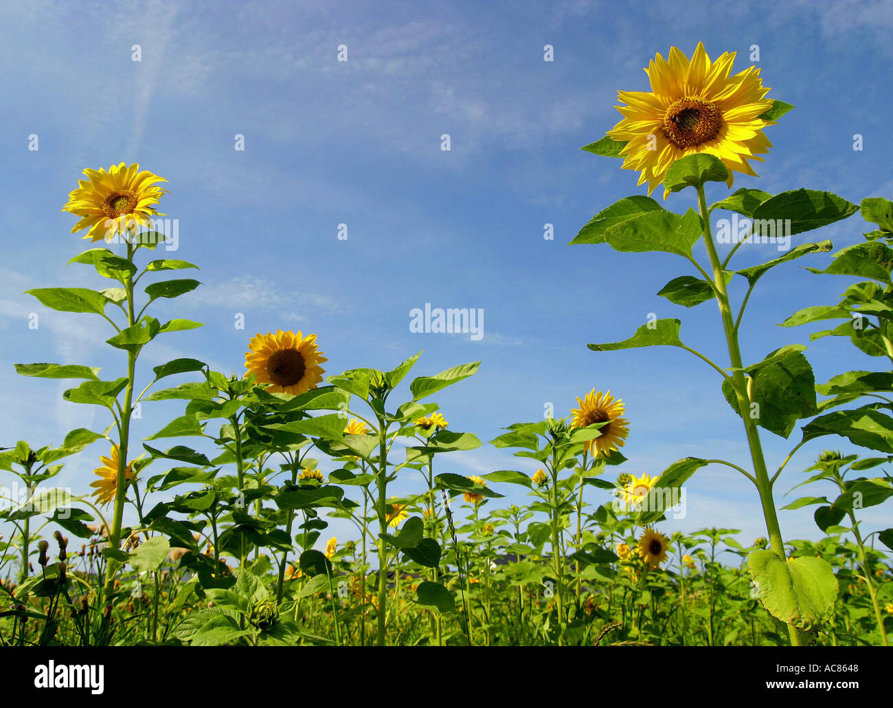 Sunflowers helianthus annuus in hi-res stock photography and images - Alamy