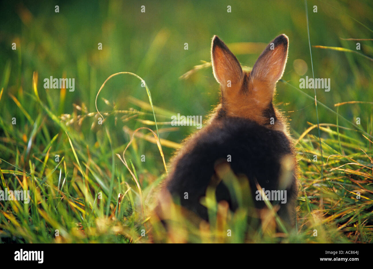 Brindle rabbit hi-res stock photography and images - Alamy