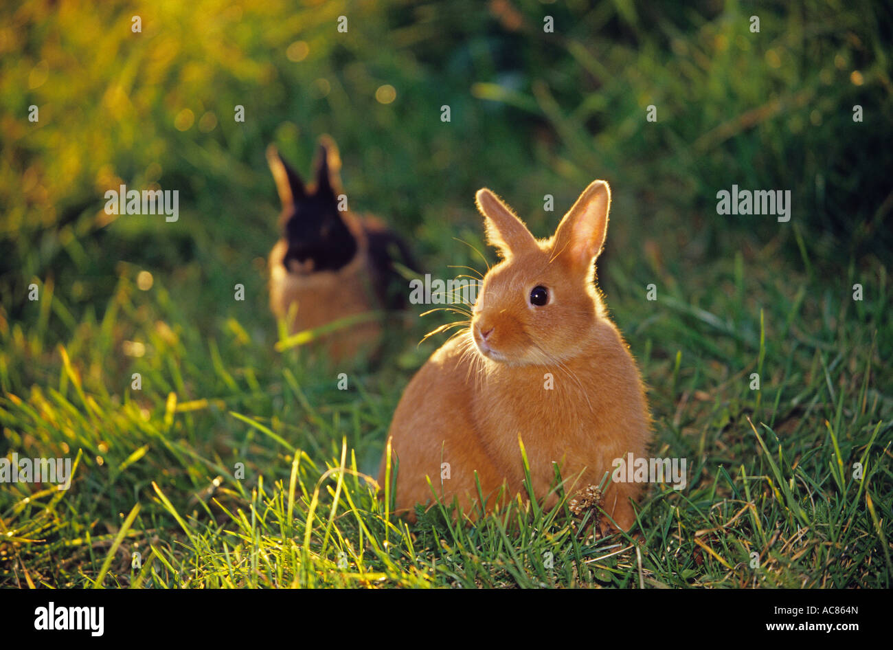 rabbits on meadow Stock Photo - Alamy