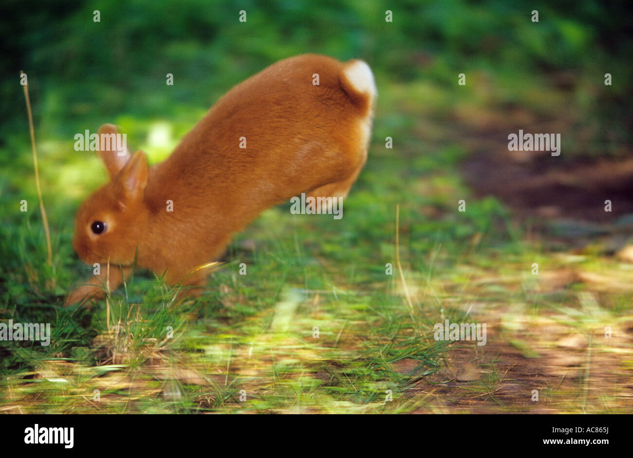 red pygmy rabbit - running Stock Photo - Alamy
