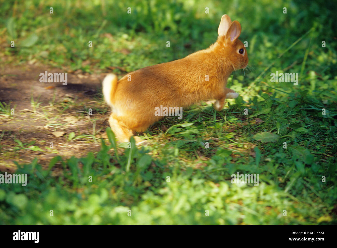 red pygmy rabbit - running Stock Photo - Alamy
