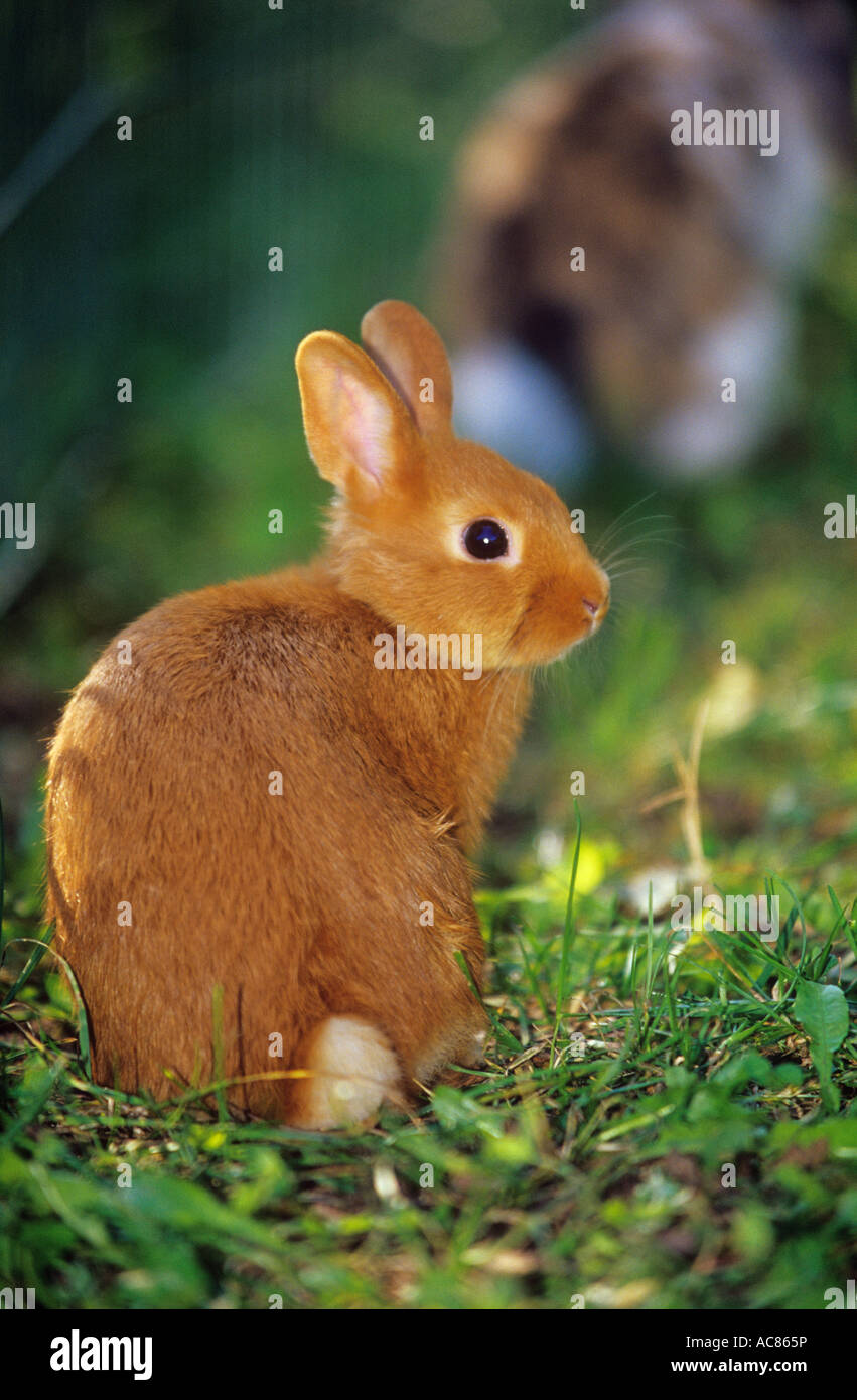 red pygmy rabbit - sitting on meadow Stock Photo - Alamy