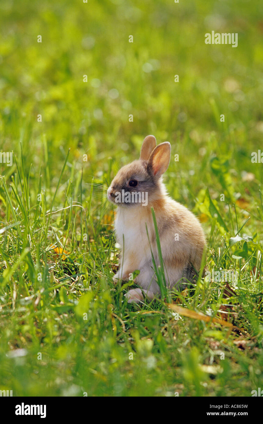 young pygmy rabbit - on meadow - begging Stock Photo - Alamy