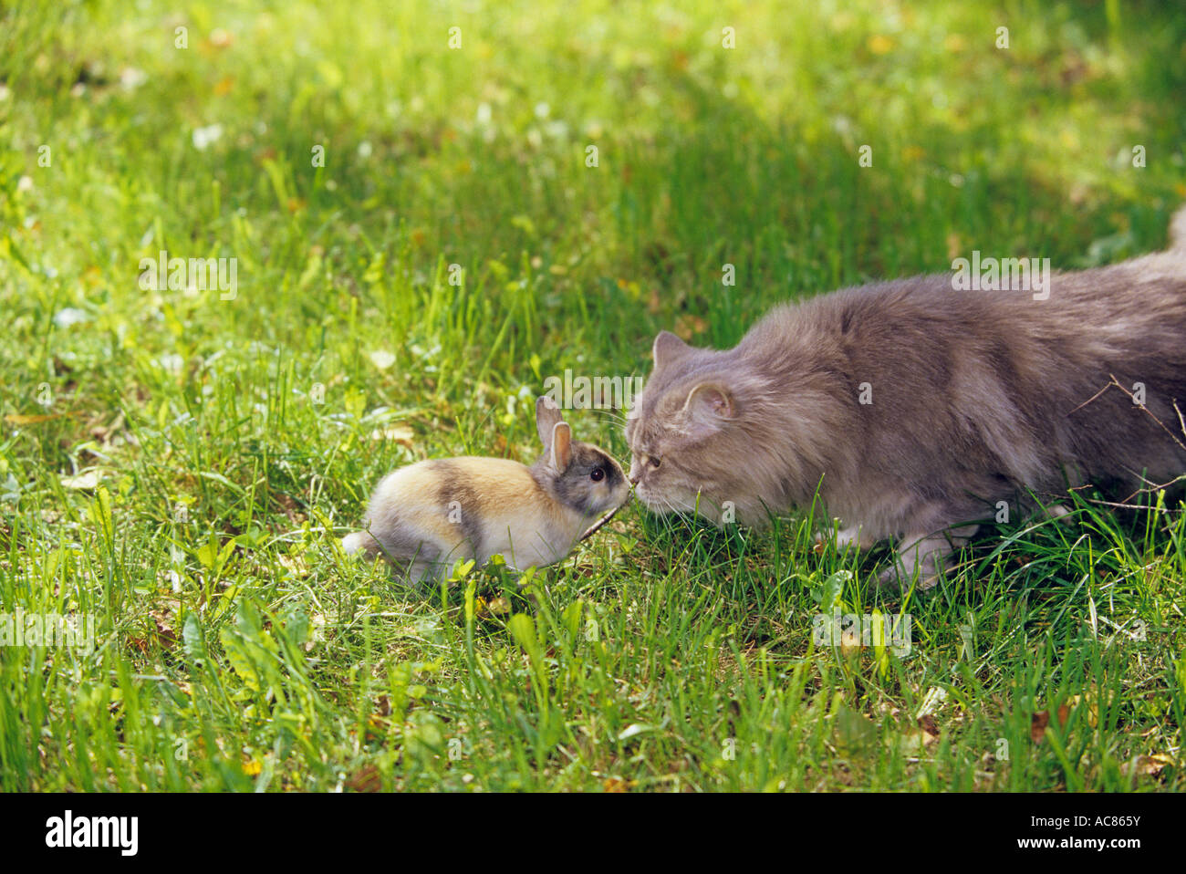 animal friendship : young pygmy rabbit and cat Stock Photo - Alamy