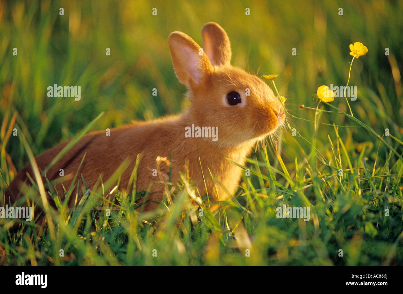 Rabbit Sniffing Flowers High Resolution Stock Photography and Images ...