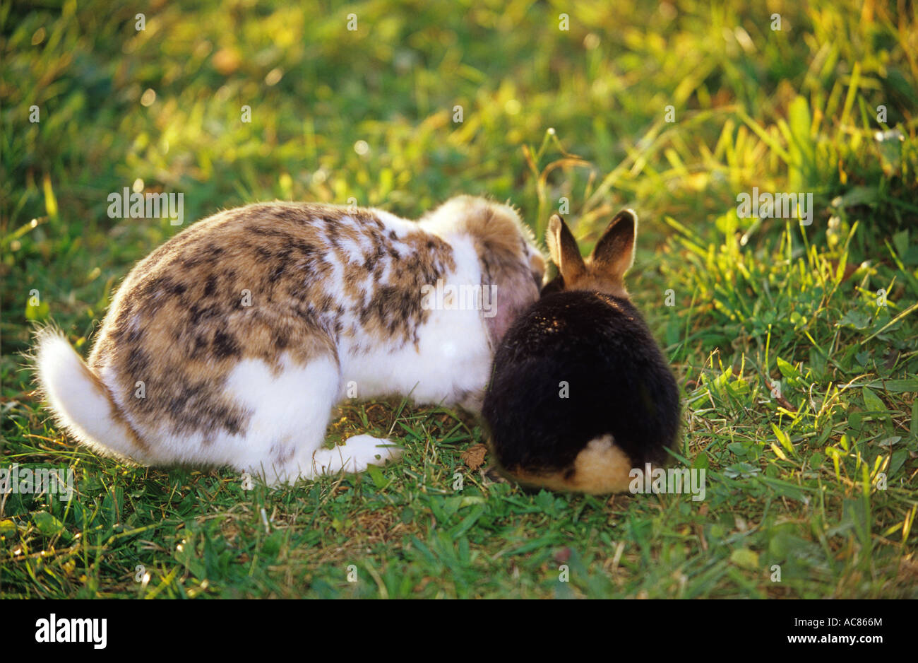 behaviour : two pygmy rabbits - cuddling Stock Photo - Alamy