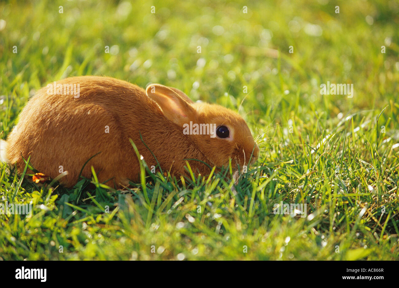 Rabbit on ground hi-res stock photography and images - Alamy