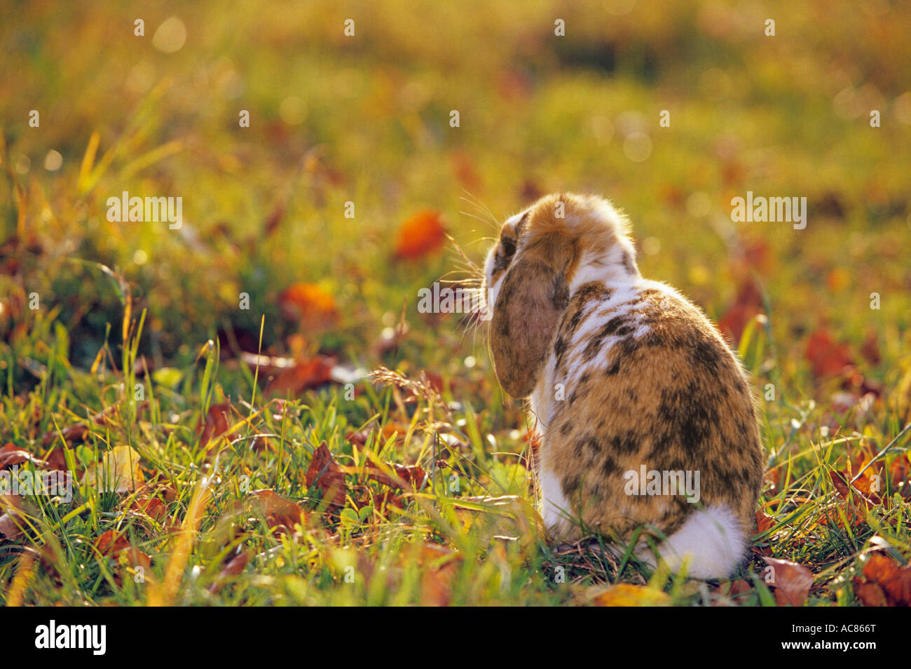 Rabbit From Behind High Resolution Stock Photography and Images - Alamy