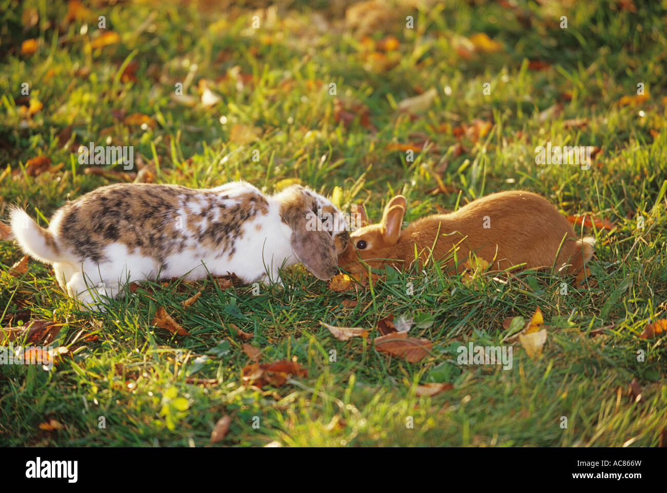 behaviour : encounter of two male rabbits : checking who is stronger ...