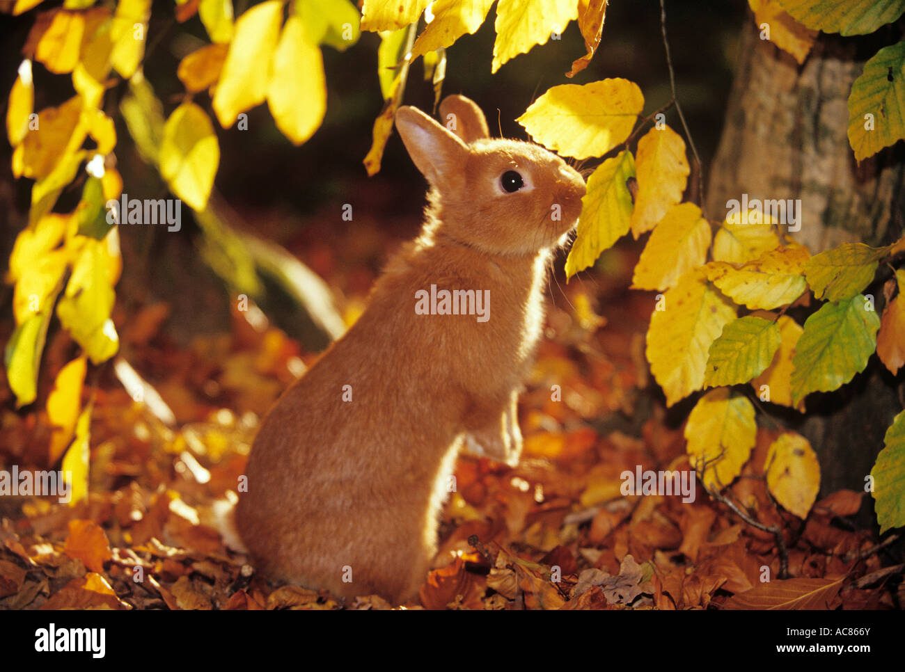 red pygmy rabbit - begging Stock Photo - Alamy
