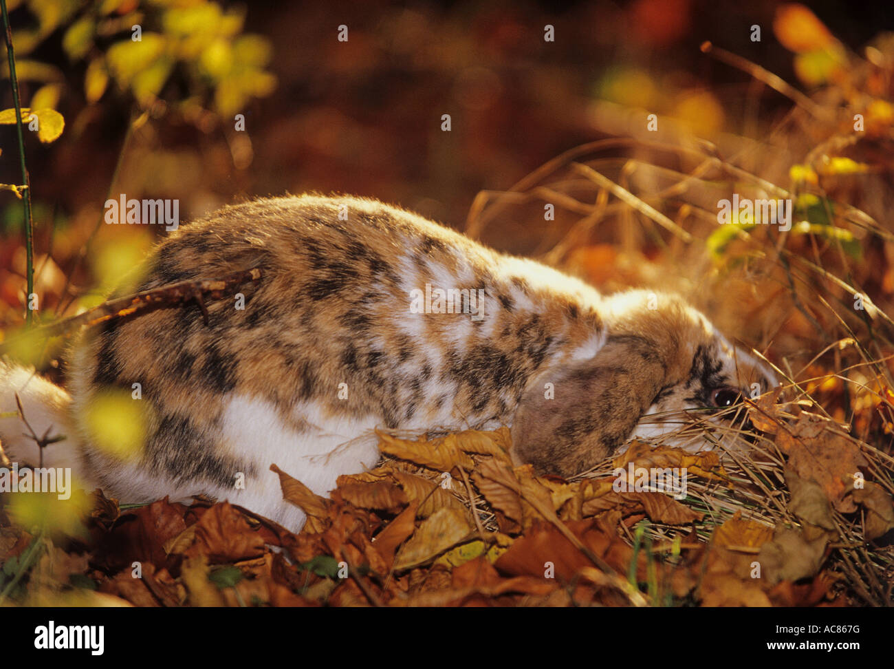 pygmy rabbit - digging in autumn foliage Stock Photo - Alamy