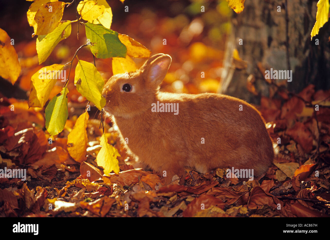 Rabbits forest hi-res stock photography and images - Alamy