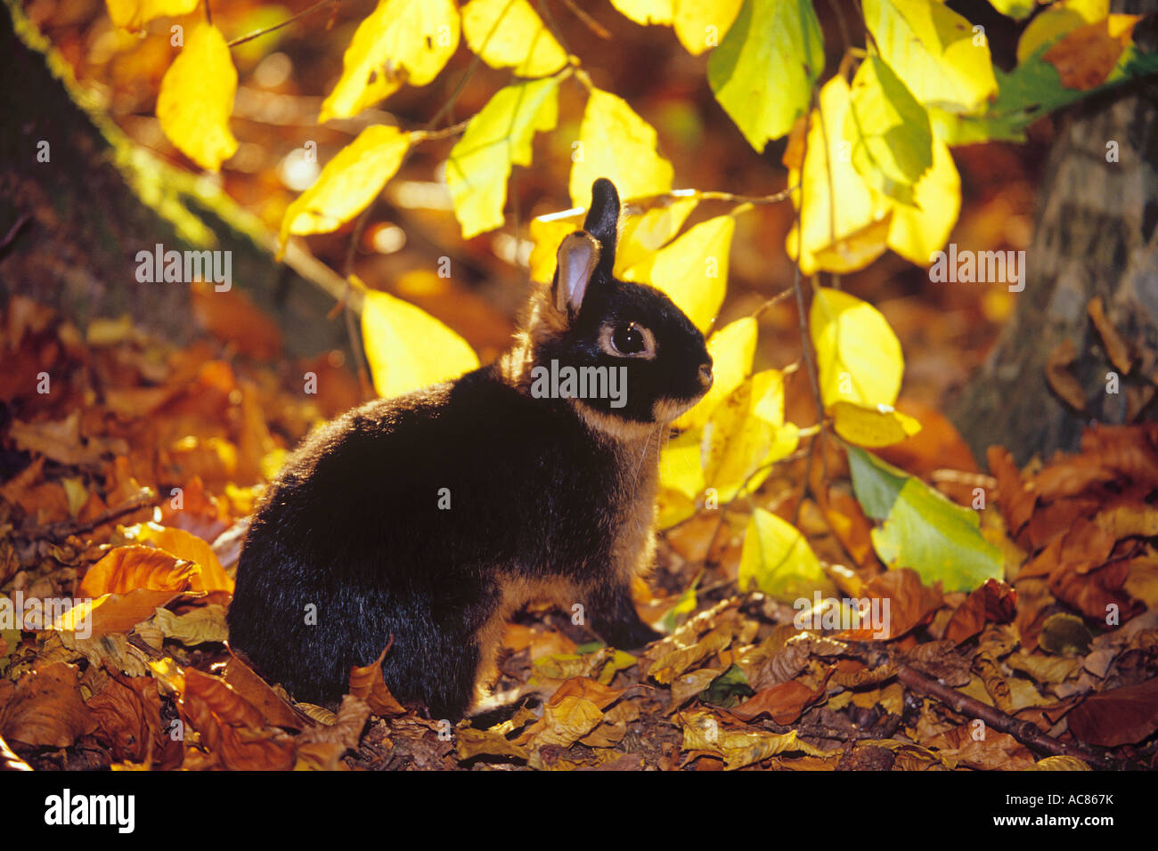 pygmy rabbit - in autumn forest Stock Photo - Alamy