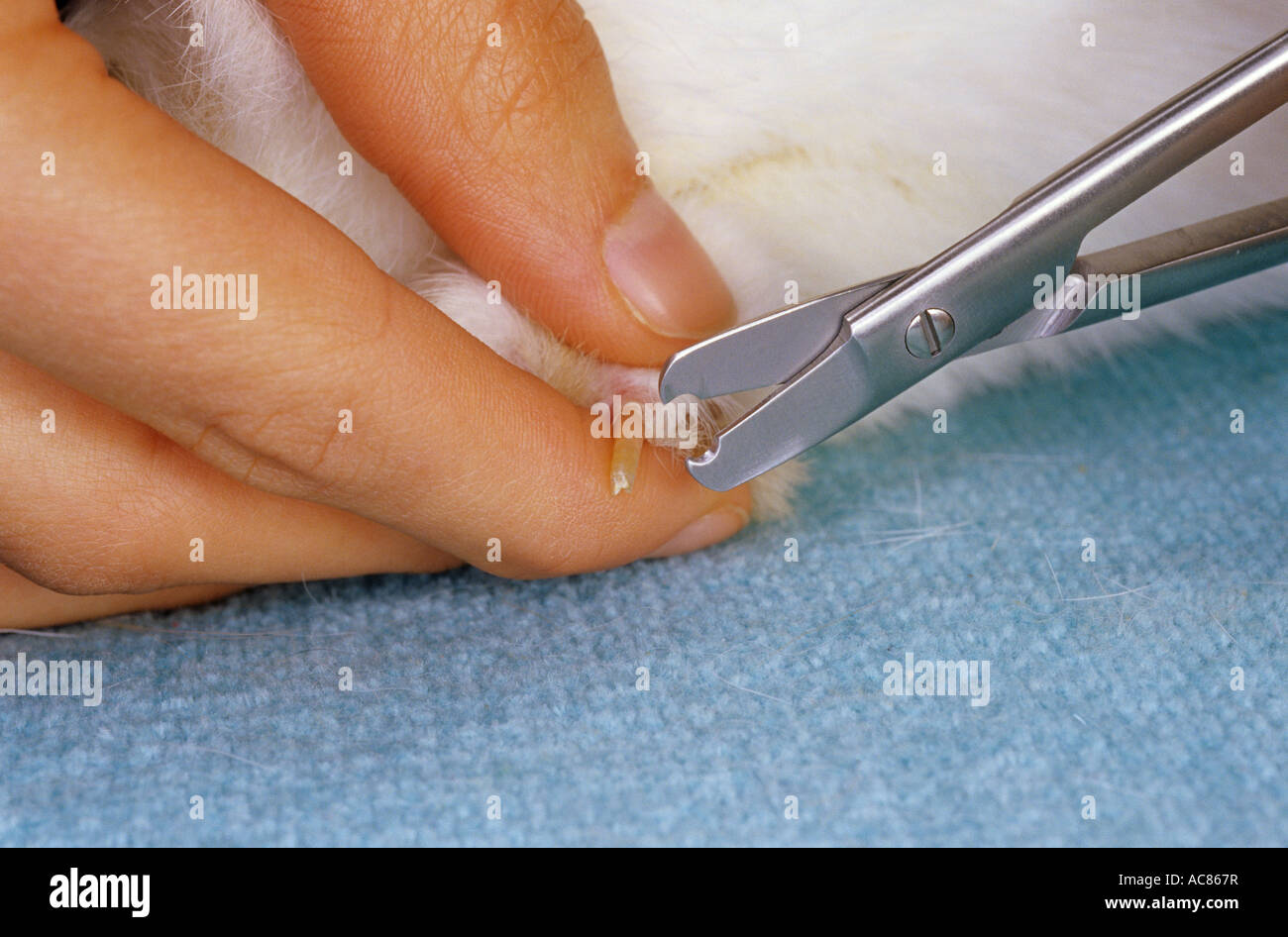 pygmy rabbit - cutting claws Stock Photo - Alamy