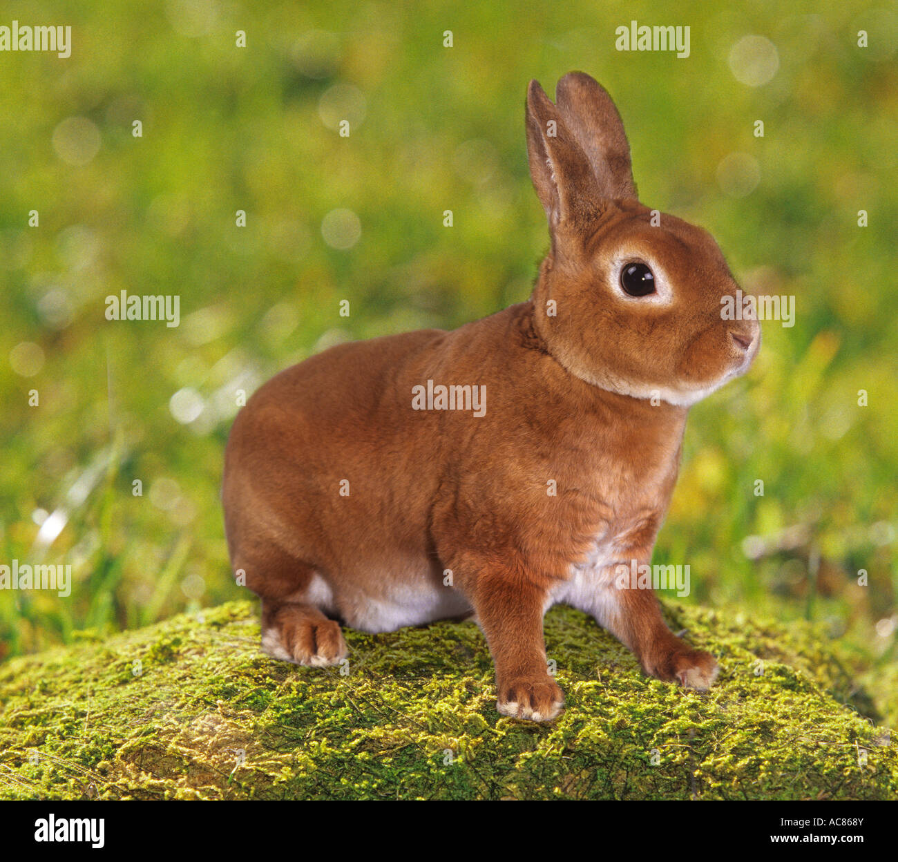 dwarf rabbit - sitting on moss Stock Photo - Alamy