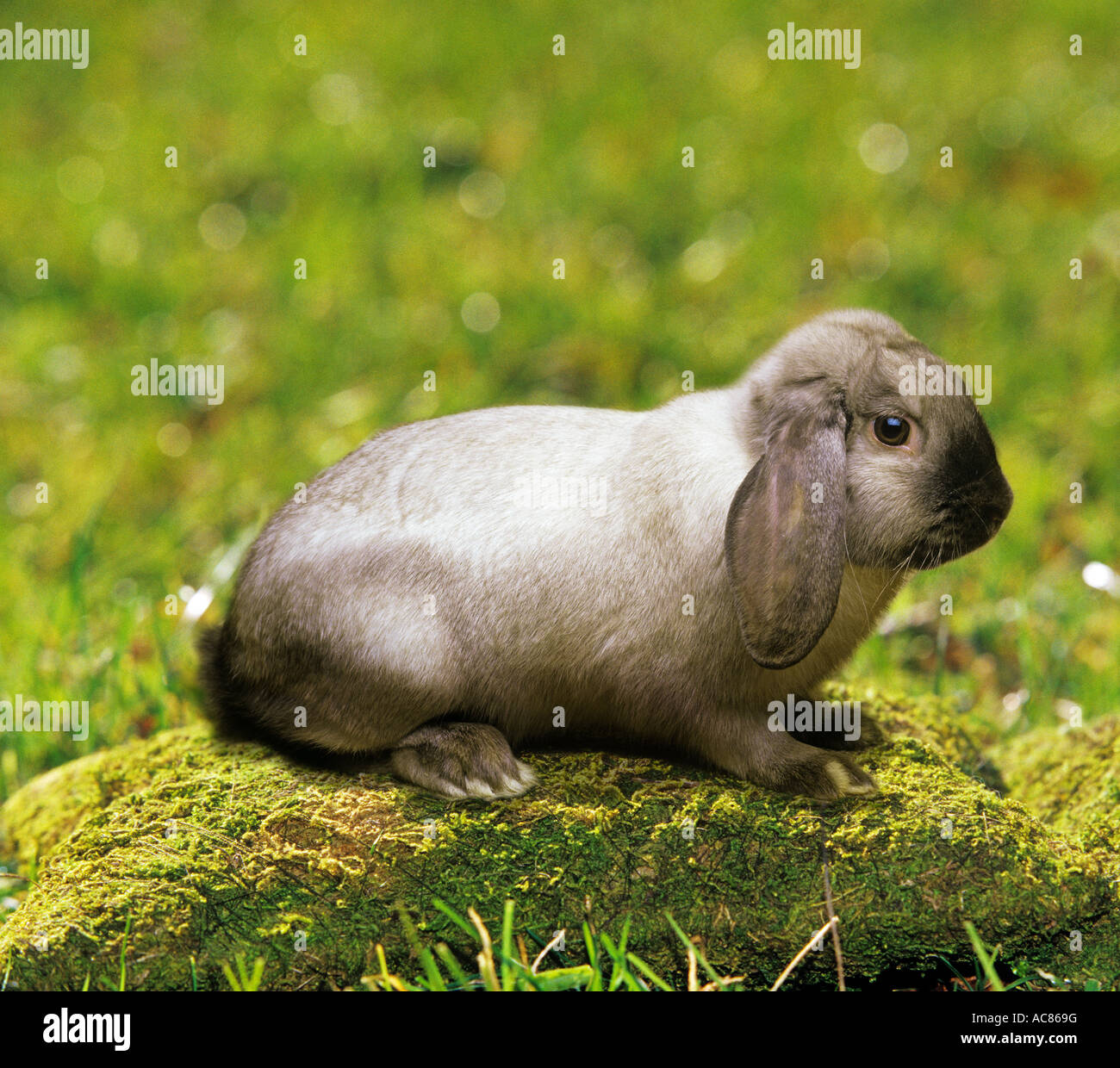 dwarf rabbit - sitting on moss Stock Photo - Alamy