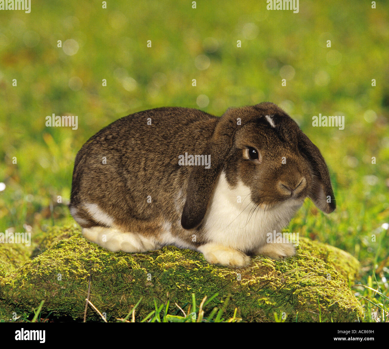 dwarf rabbit - sitting on moss Stock Photo - Alamy