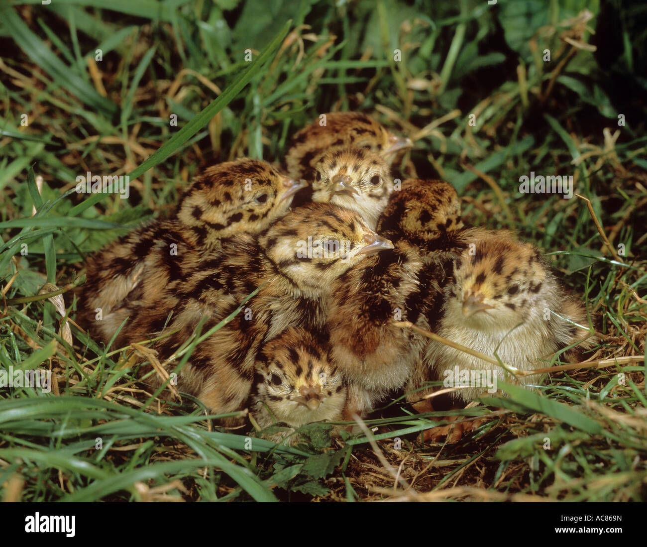 Perdix perdix chick hi-res stock photography and images - Alamy