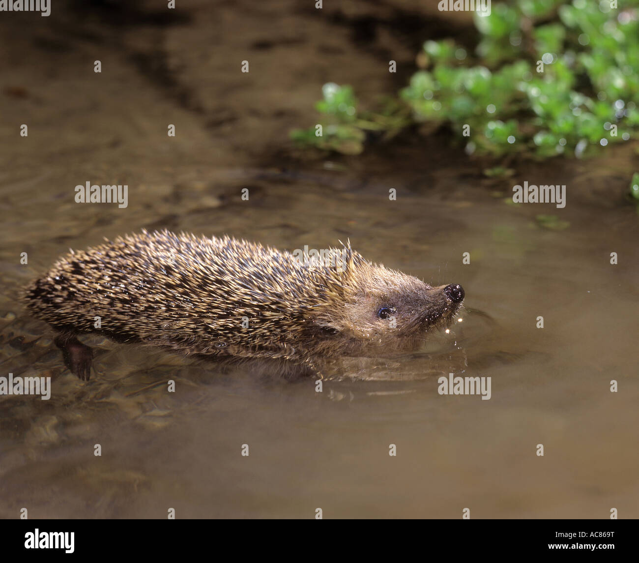hedgehog swimming in water - Erinaceidae Stock Photo - Alamy