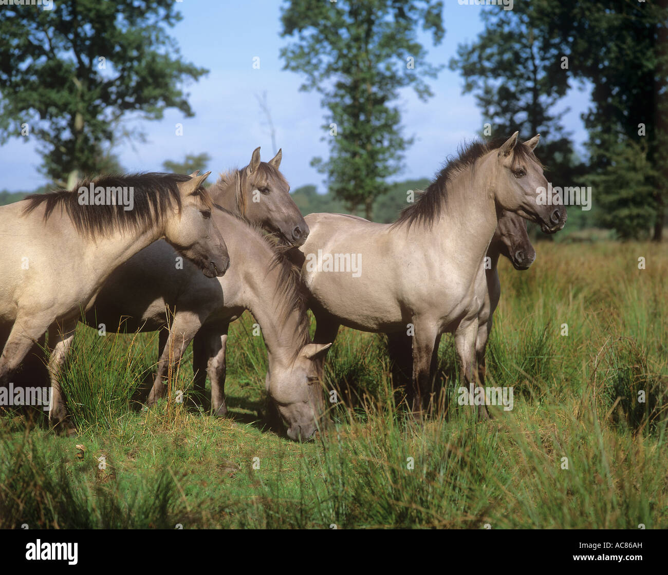 Group of koniks on a meadow Stock Photo - Alamy