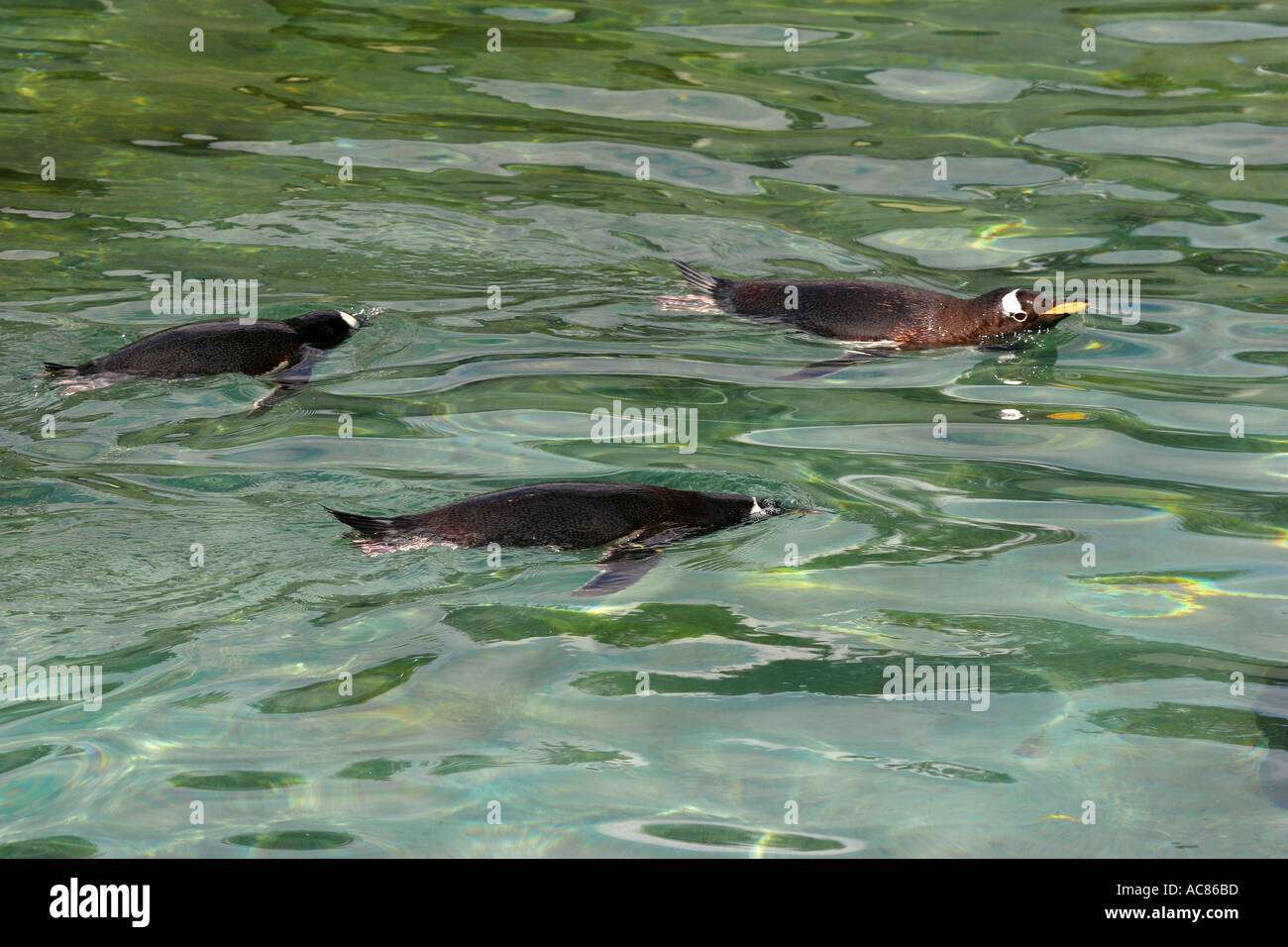 Penguins pool zoo hi-res stock photography and images - Alamy